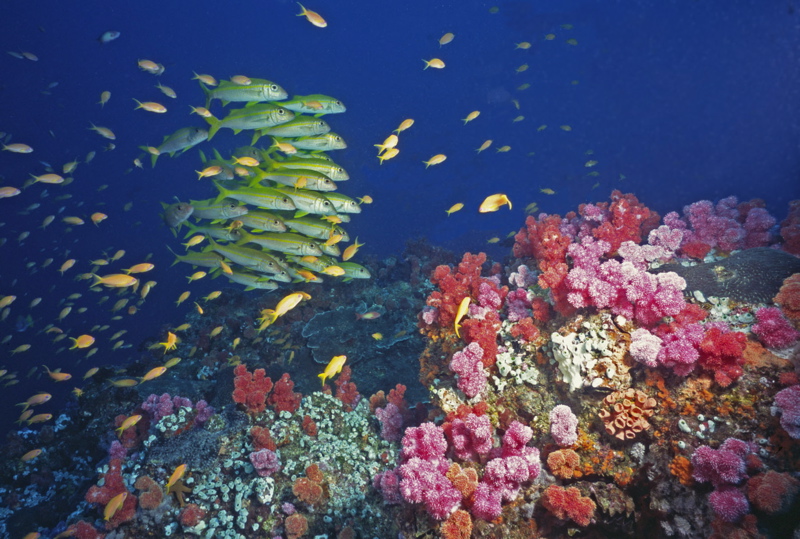reef3 - RJE International